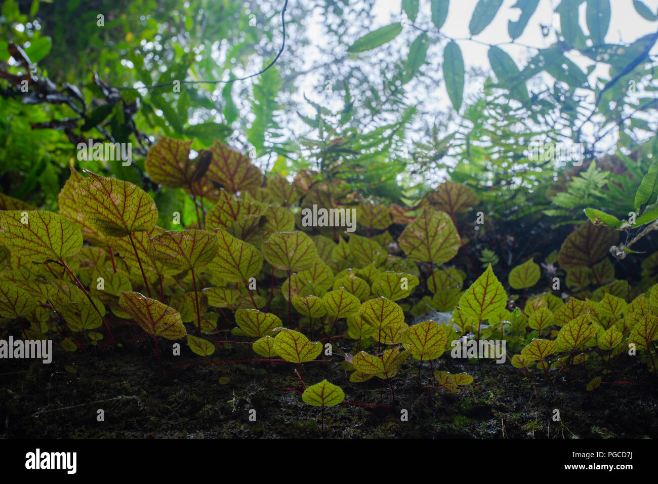 Begonia in forest and fog Stock Photo - Alamy
