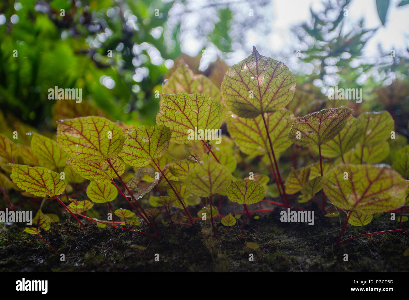 Begonia in forest and fog Stock Photo - Alamy