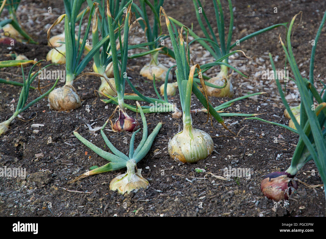 Large onions hi-res stock photography and images - Alamy