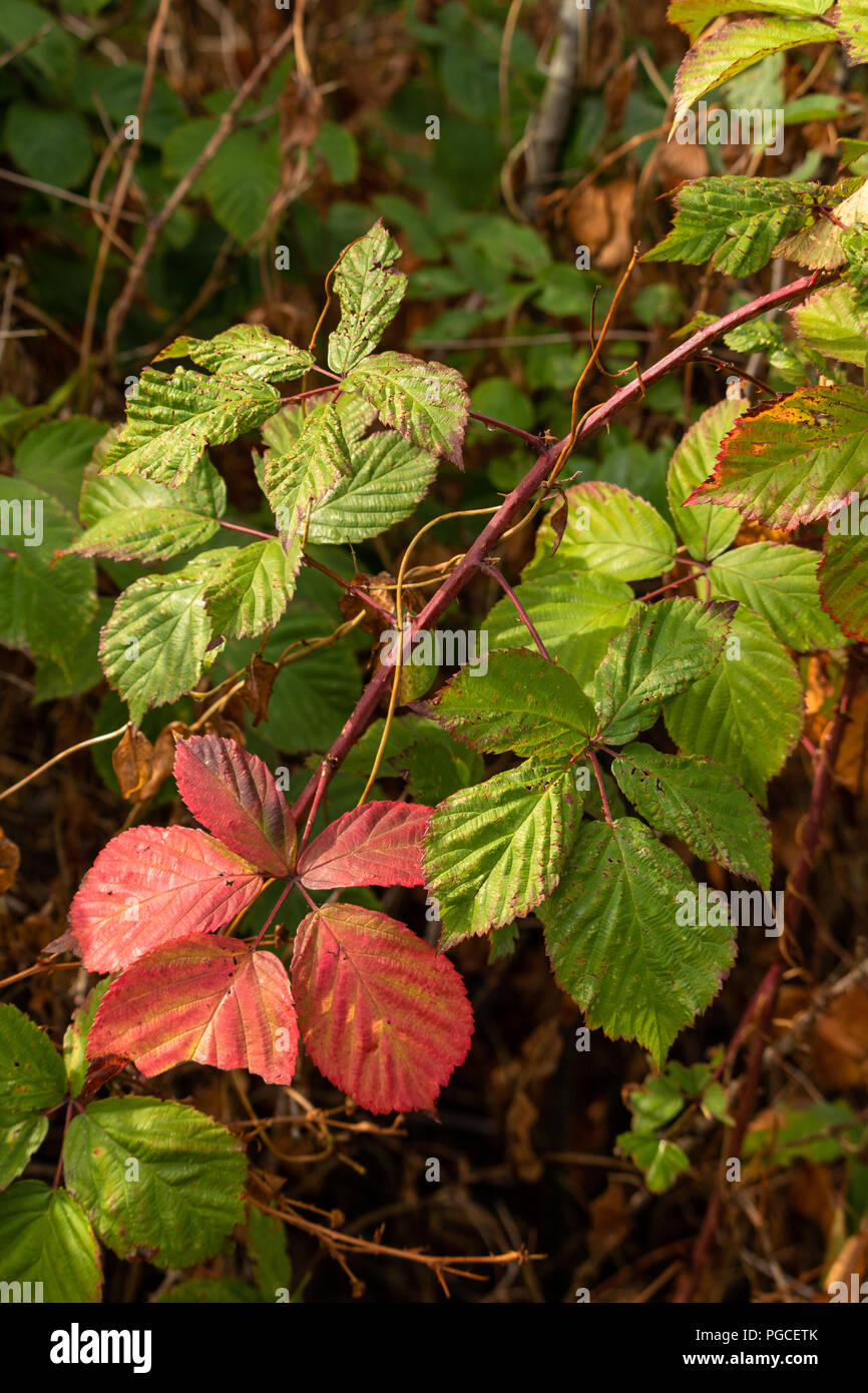 Early fall leaves hi-res stock photography and images - Alamy
