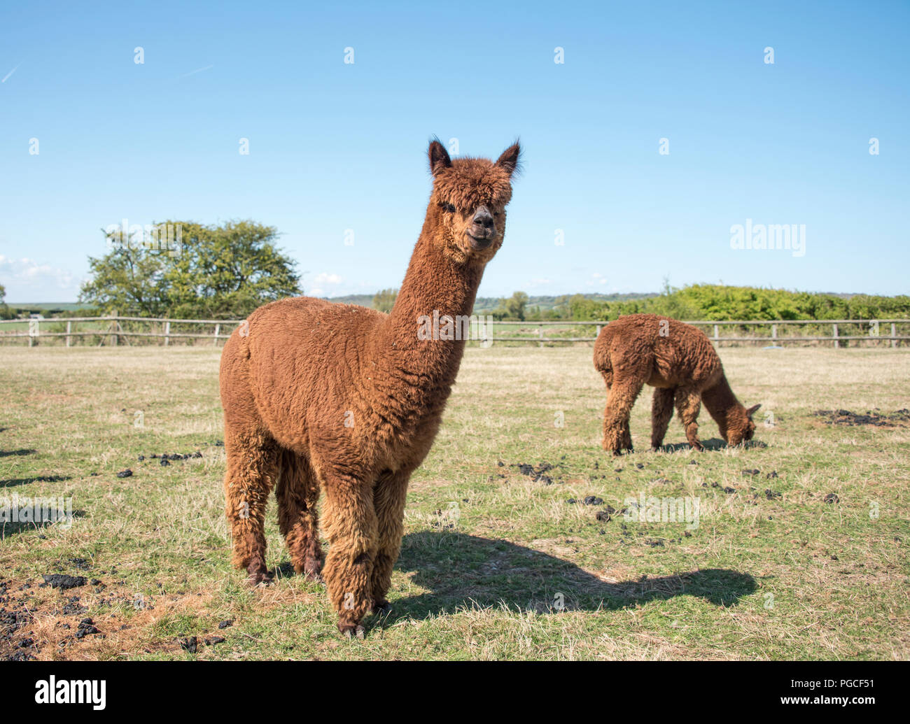 Two alpaca in farm field hi-res stock photography and images - Alamy