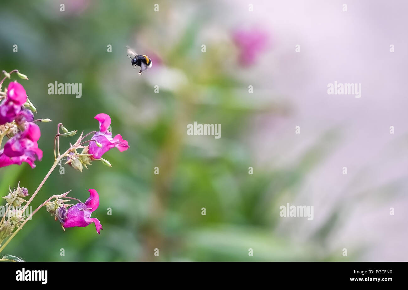 Bumblebee, flowers, nectar and the concept of wildlife - the bee flies ...