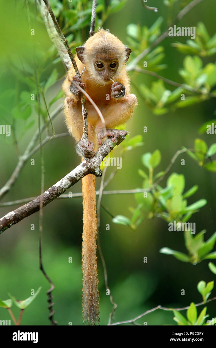 Silver langur hi-res stock photography and images - Alamy
