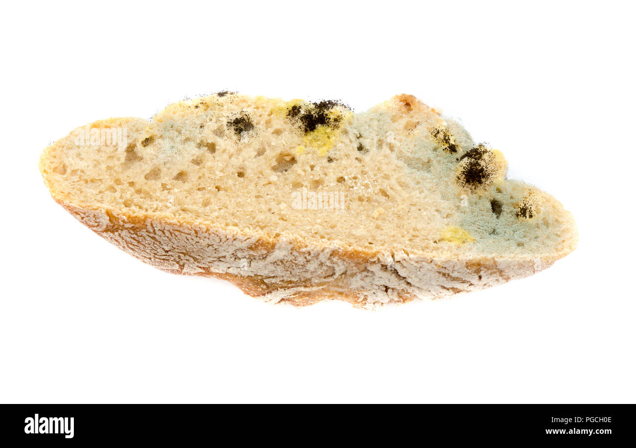 Yellow brown crust fungus hi-res stock photography and images - Alamy