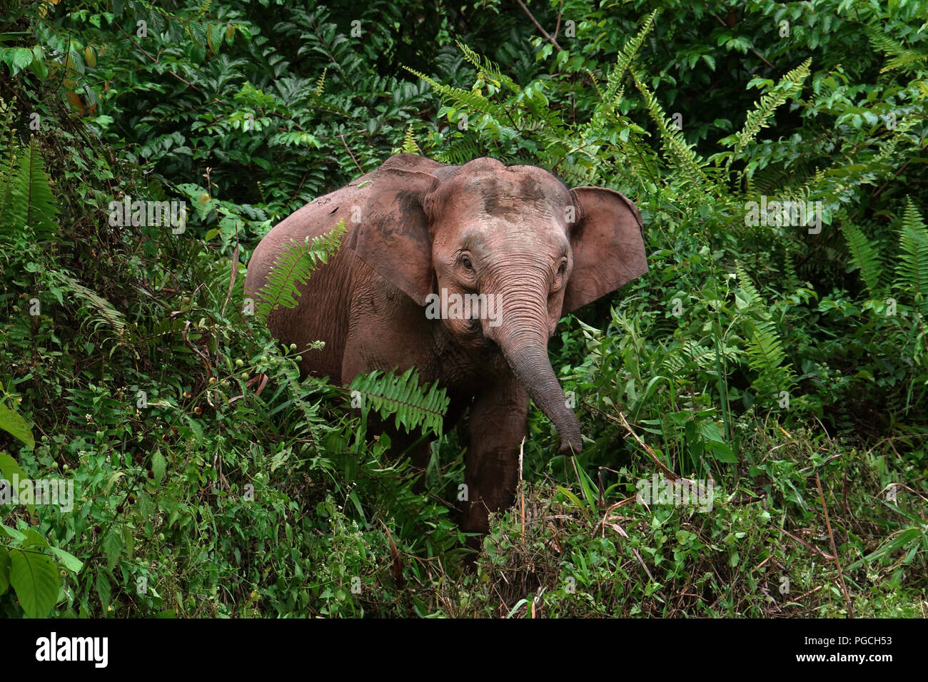 Borneo pygmy elephant Elephas maximus borneensis Stock Photo - Alamy
