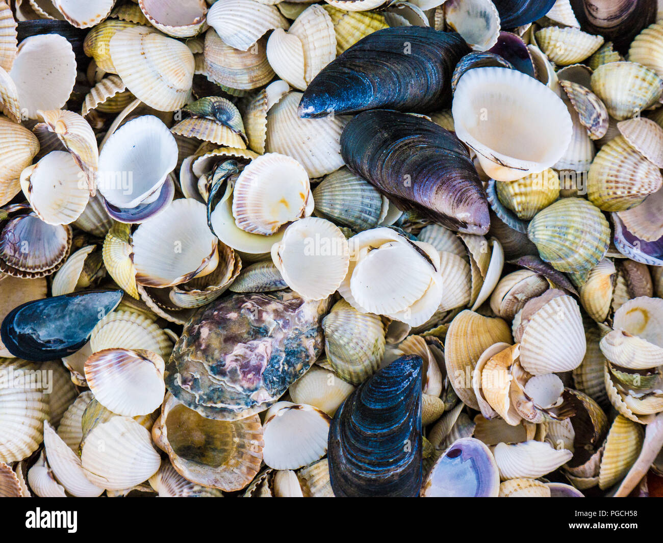 The Seashell background and texture Stock Photo - Alamy