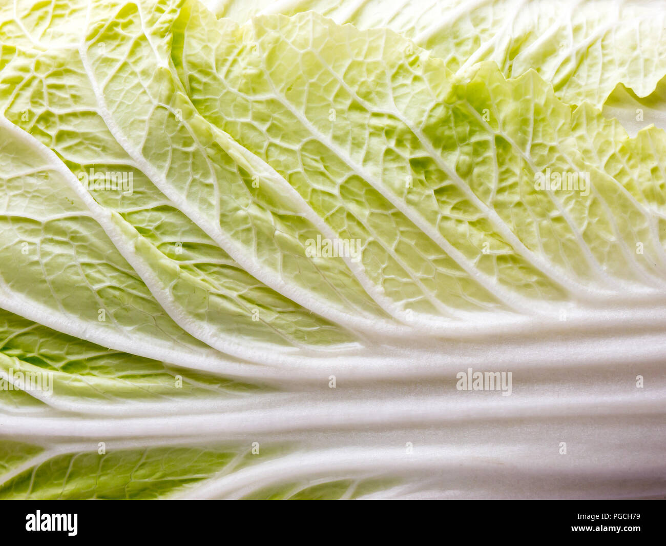 Cabbage background and texture Stock Photo - Alamy