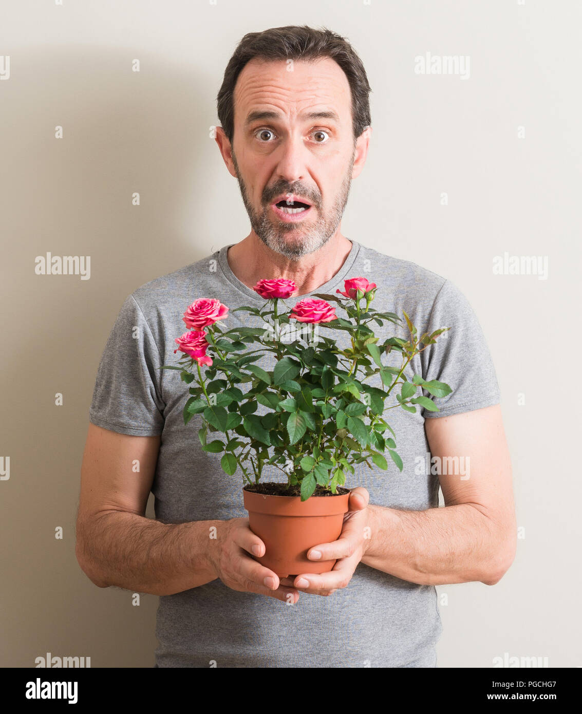 Senior man holding roses flowers on pot scared in shock with a surprise ...