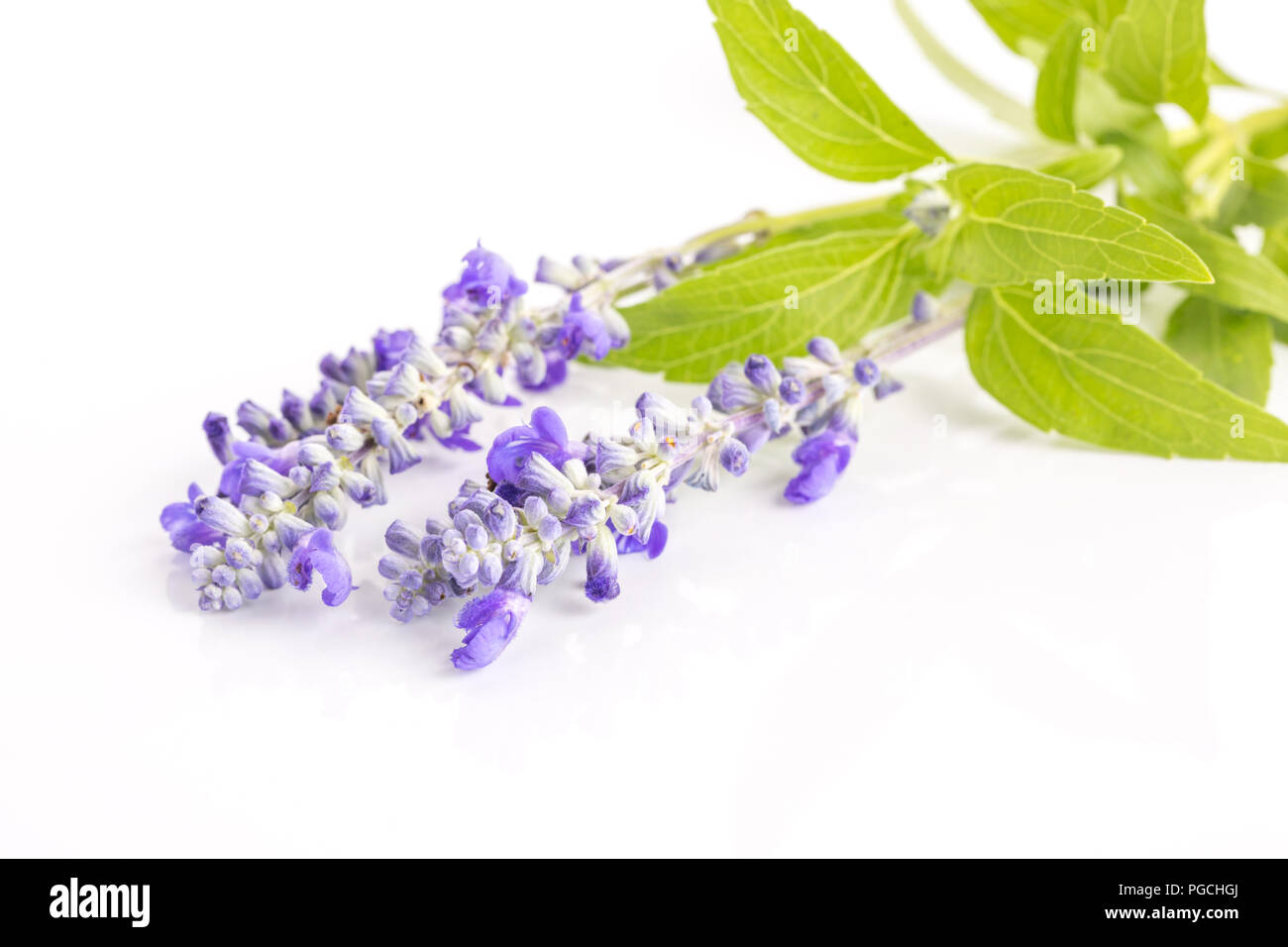 Lavender flower isolated on white background Stock Photo - Alamy