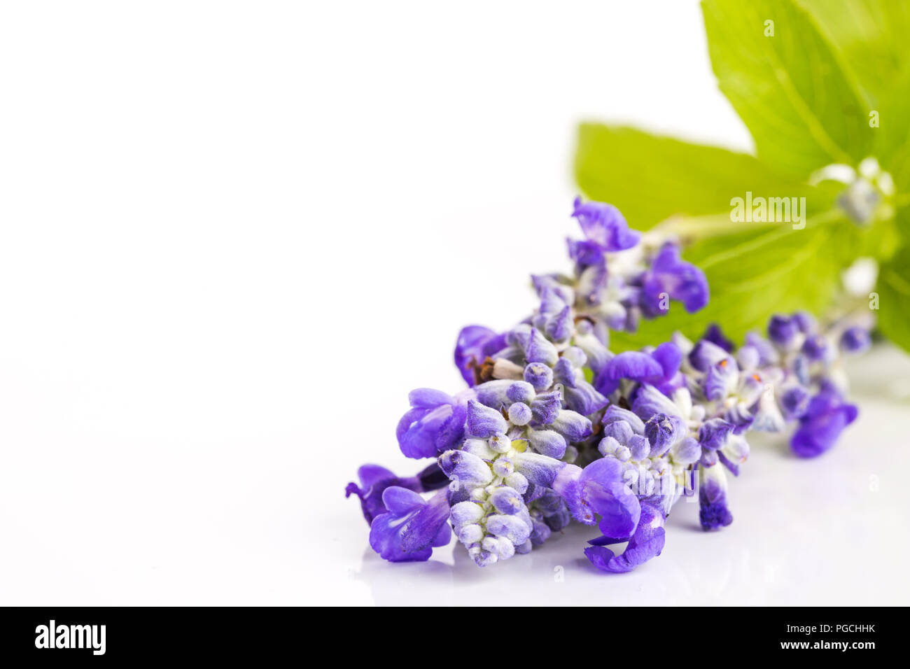 Lavender flower isolated on white background Stock Photo - Alamy