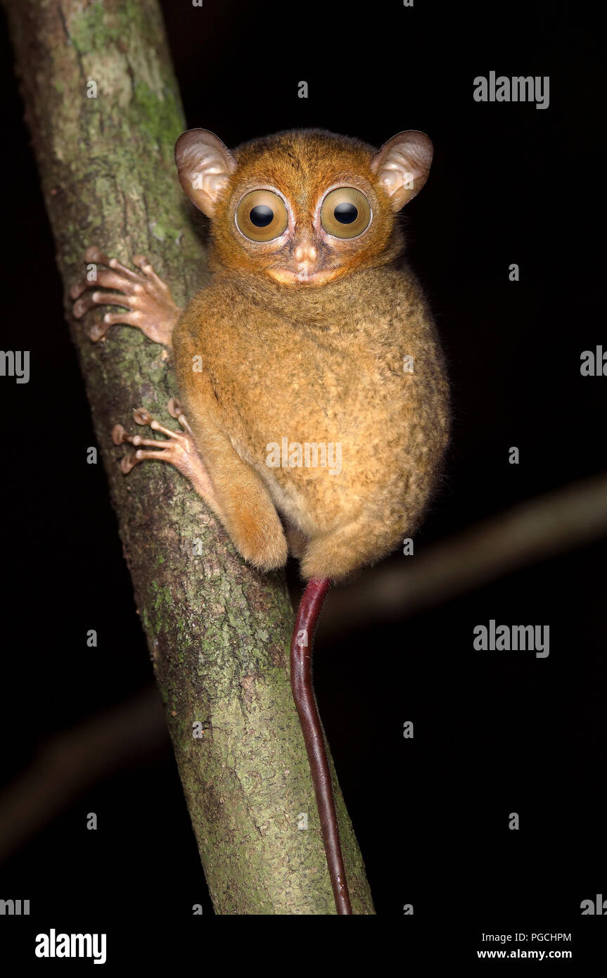 Horsfield's tarsier Cephalopachus bancanus western tarsier Stock Photo ...