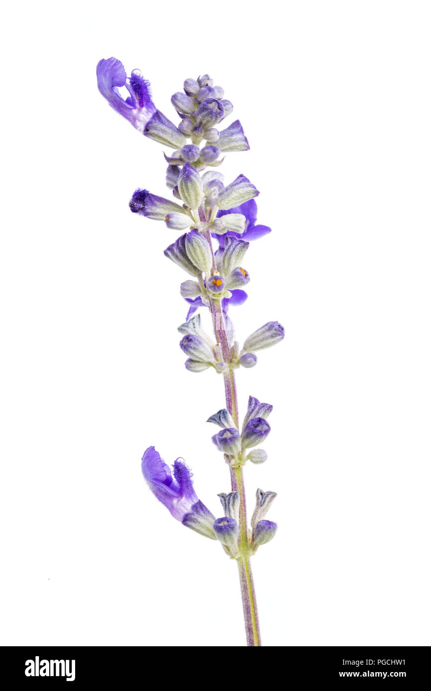 Beautiful lavender bouquet Cut Out Stock Images & Pictures - Alamy
