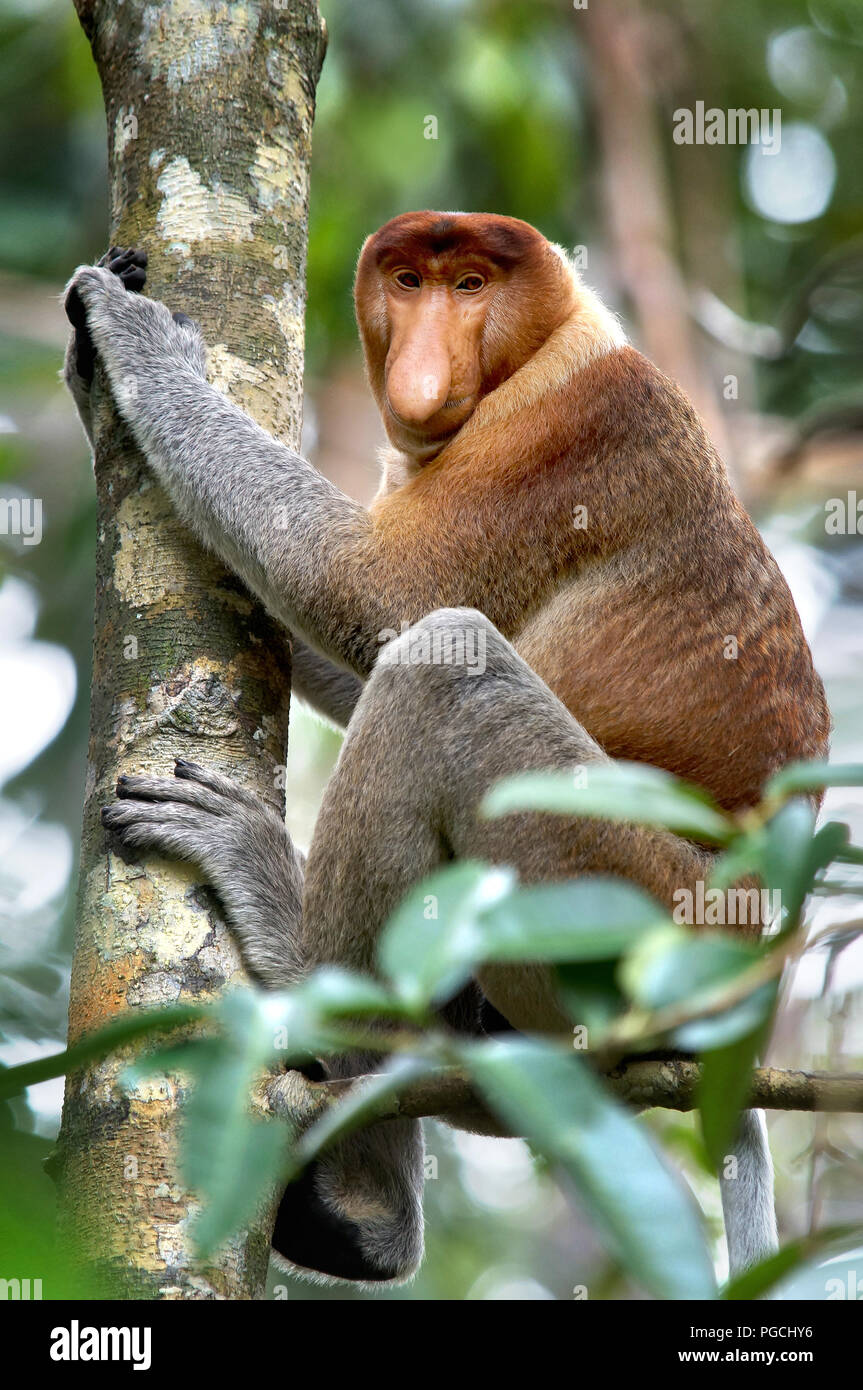 Proboscis monkey brunei hi-res stock photography and images - Alamy