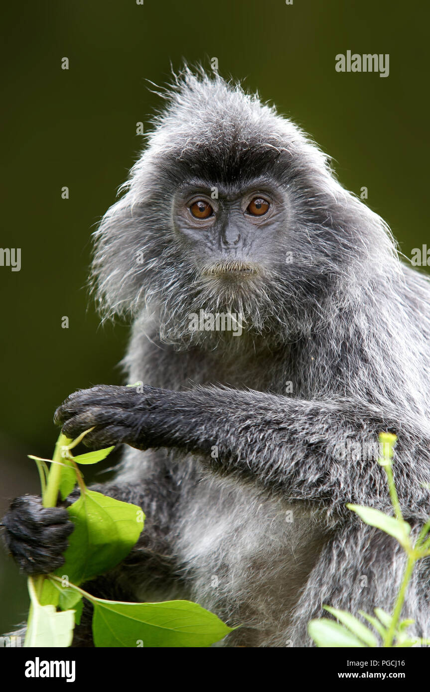Silver langur hi-res stock photography and images - Alamy