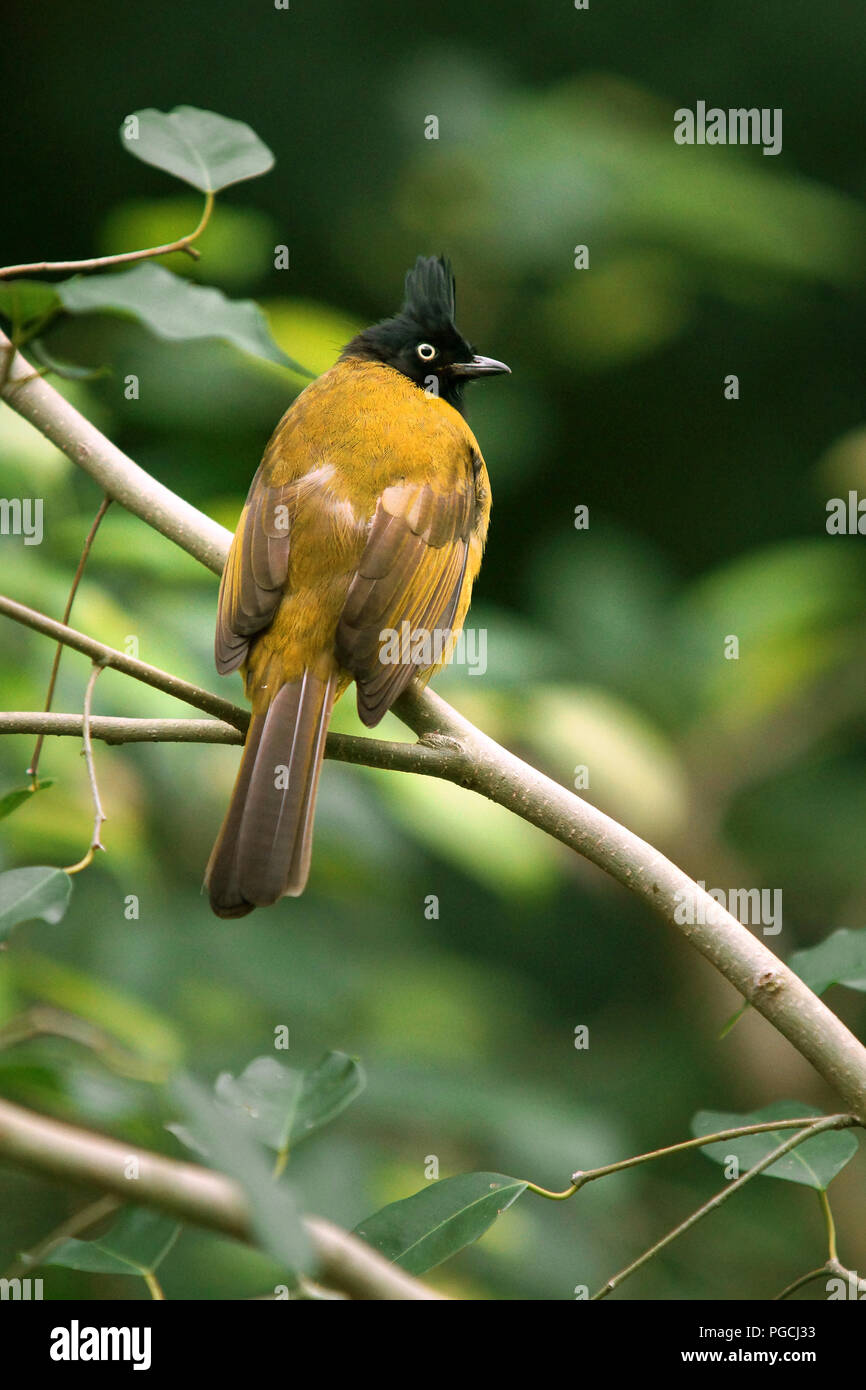black capped bulbul, black-headed bulbul, Black-crested Yellow Bulbul ...