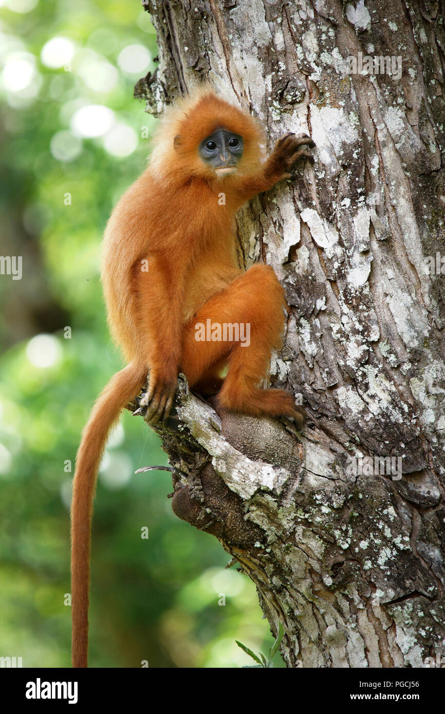 red leaf monkey Presbytis rubicunda maroon langur Stock Photo - Alamy