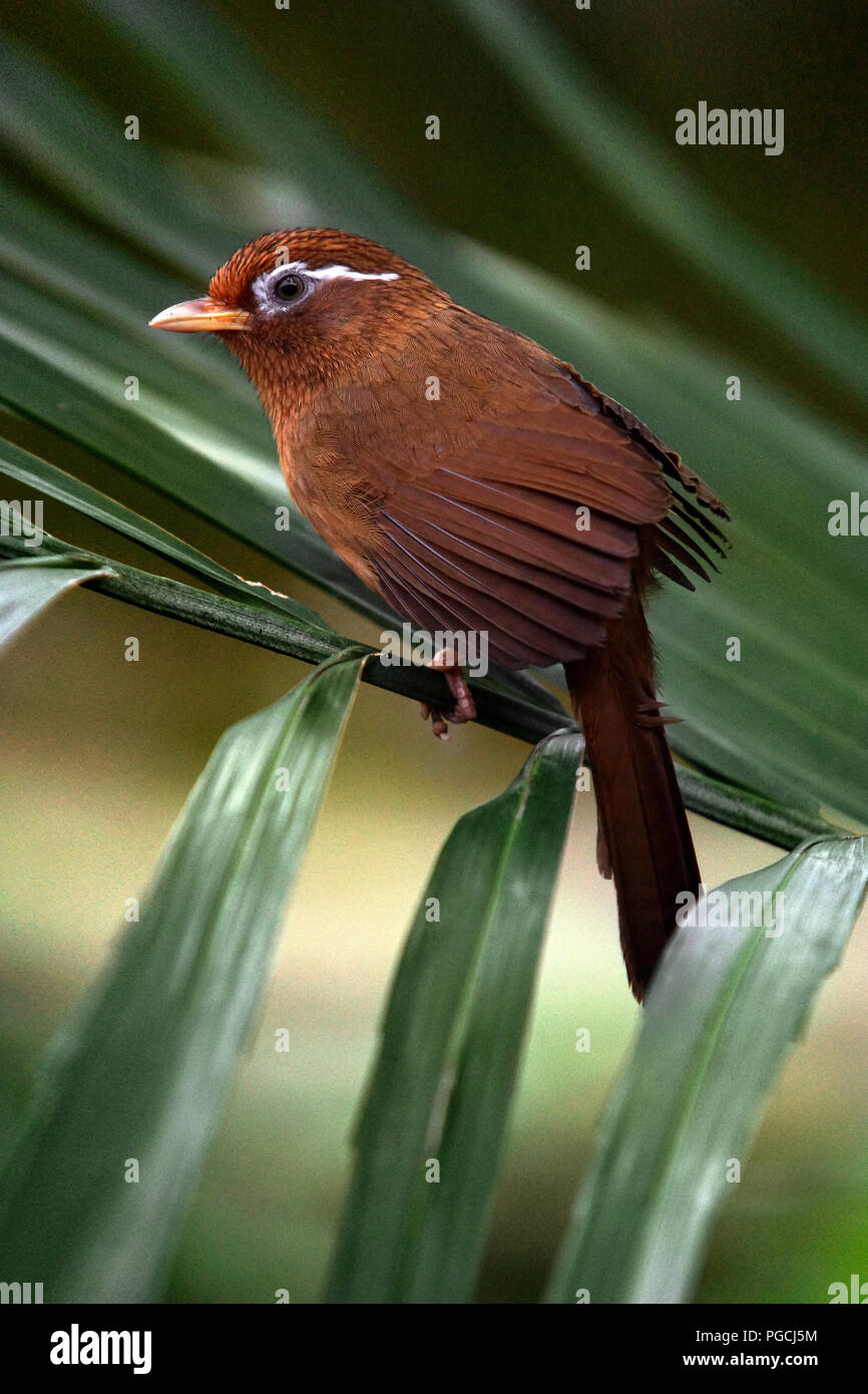 Chinese hwamei melodious laughingthrush Garrulax canorus Stock Photo ...
