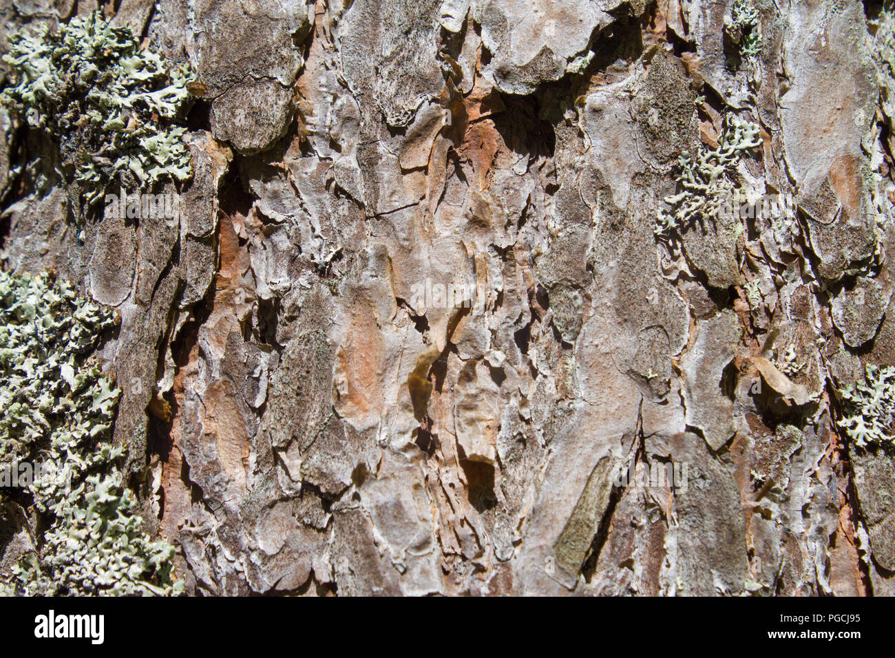 Background texture of tree bark. Skin the bark of a tree that traces ...