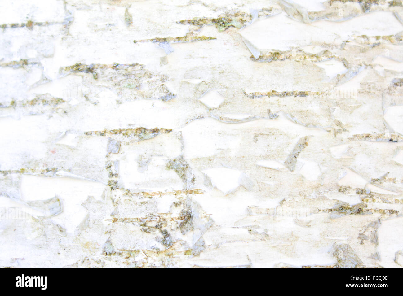 white birch bark texture background paper. wood pattern Stock Photo - Alamy