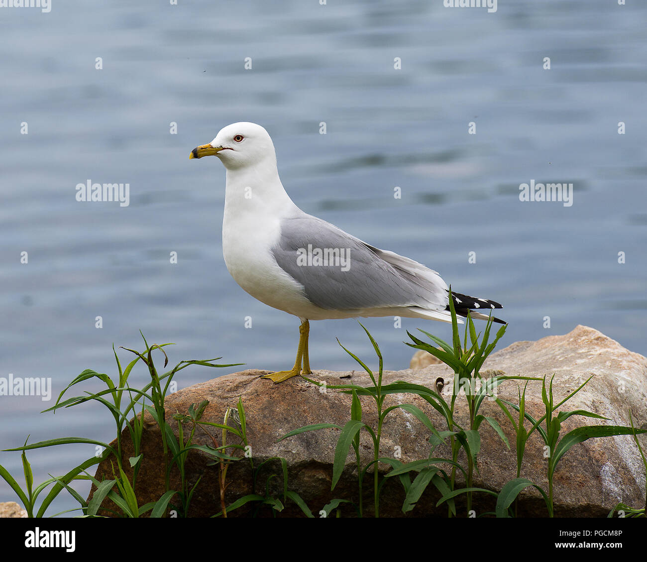 Sea water bird photos hi-res stock photography and images - Alamy