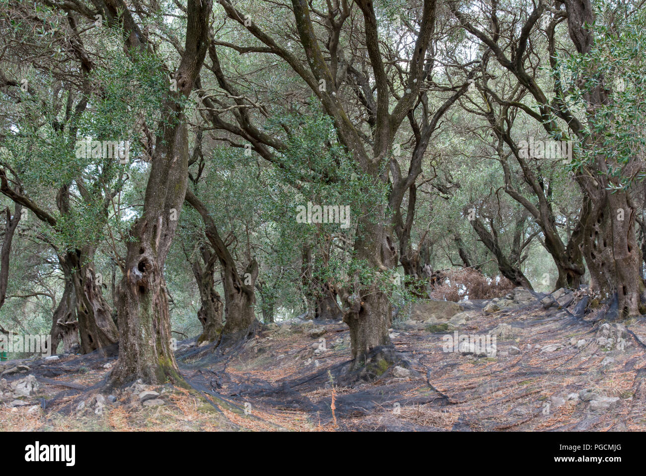 olive trees growing in an olive grove on the greek island of corfu in ...