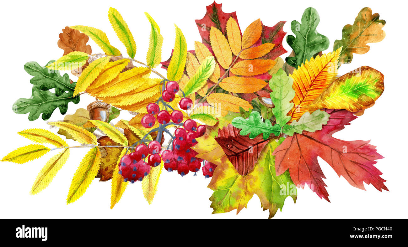 Maple Fruit Clipart