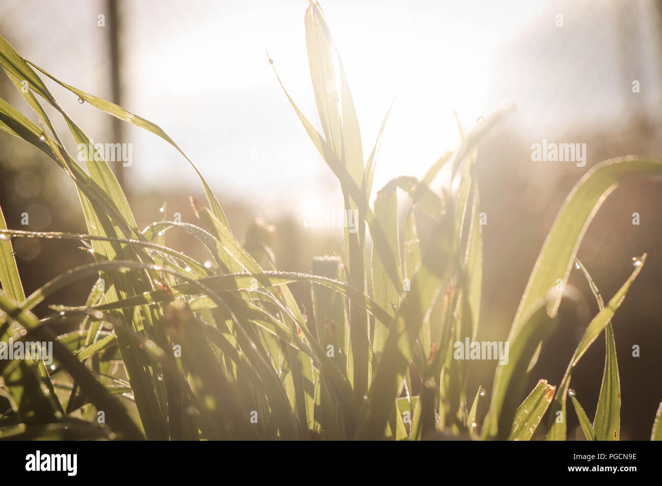 Grass in the sunlight Stock Photo - Alamy