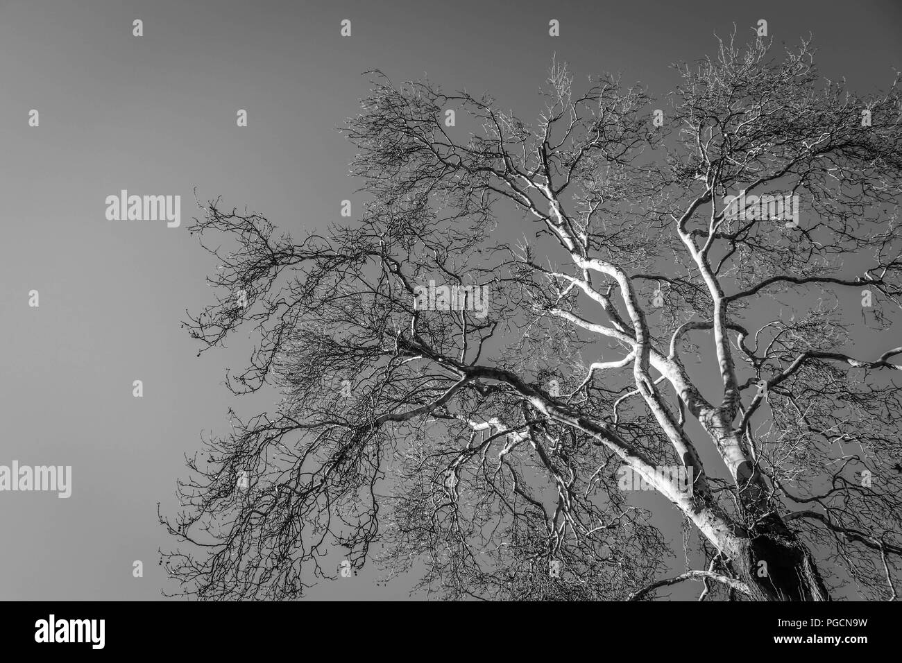 Low angle grass in Black and White Stock Photos & Images - Alamy