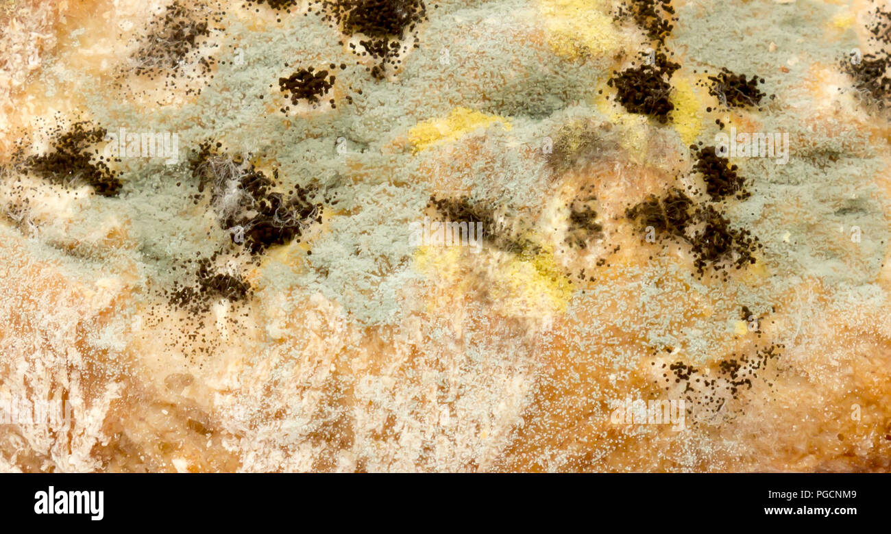 The Moldy bread background and texture Stock Photo - Alamy