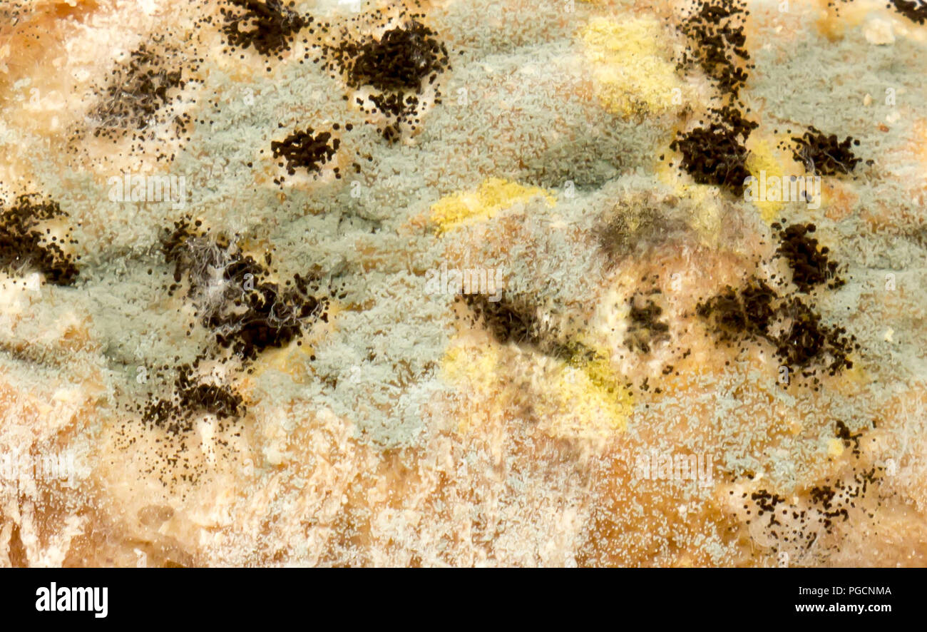 The Moldy bread background and texture Stock Photo - Alamy