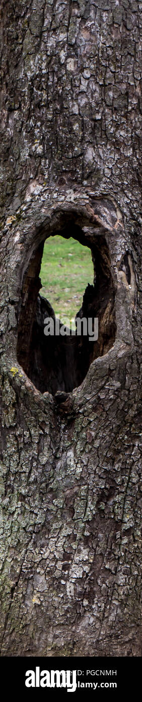The Wooden background and texture. Bark of tree Stock Photo - Alamy
