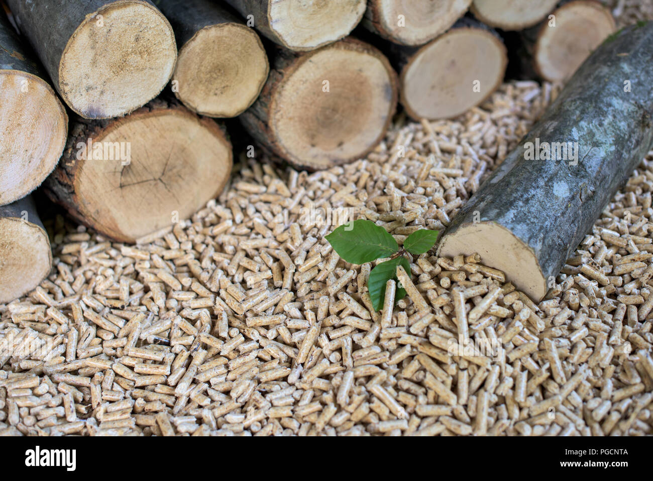 Pile of oak biomass - wood, pellets ond young tree Stock Photo - Alamy