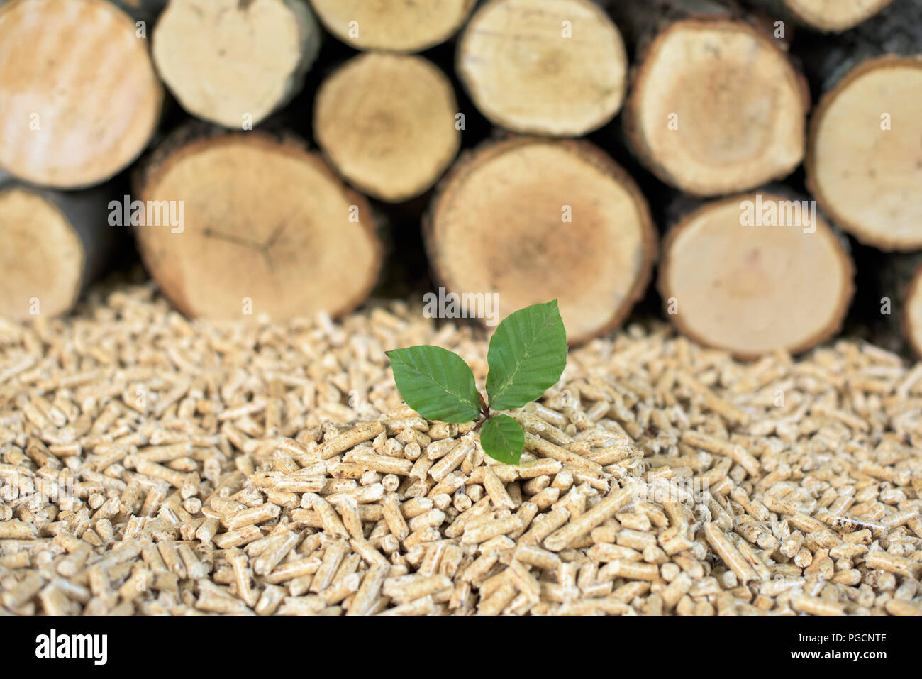Young beech tree in front of pile of beech wood and pellets Stock Photo ...