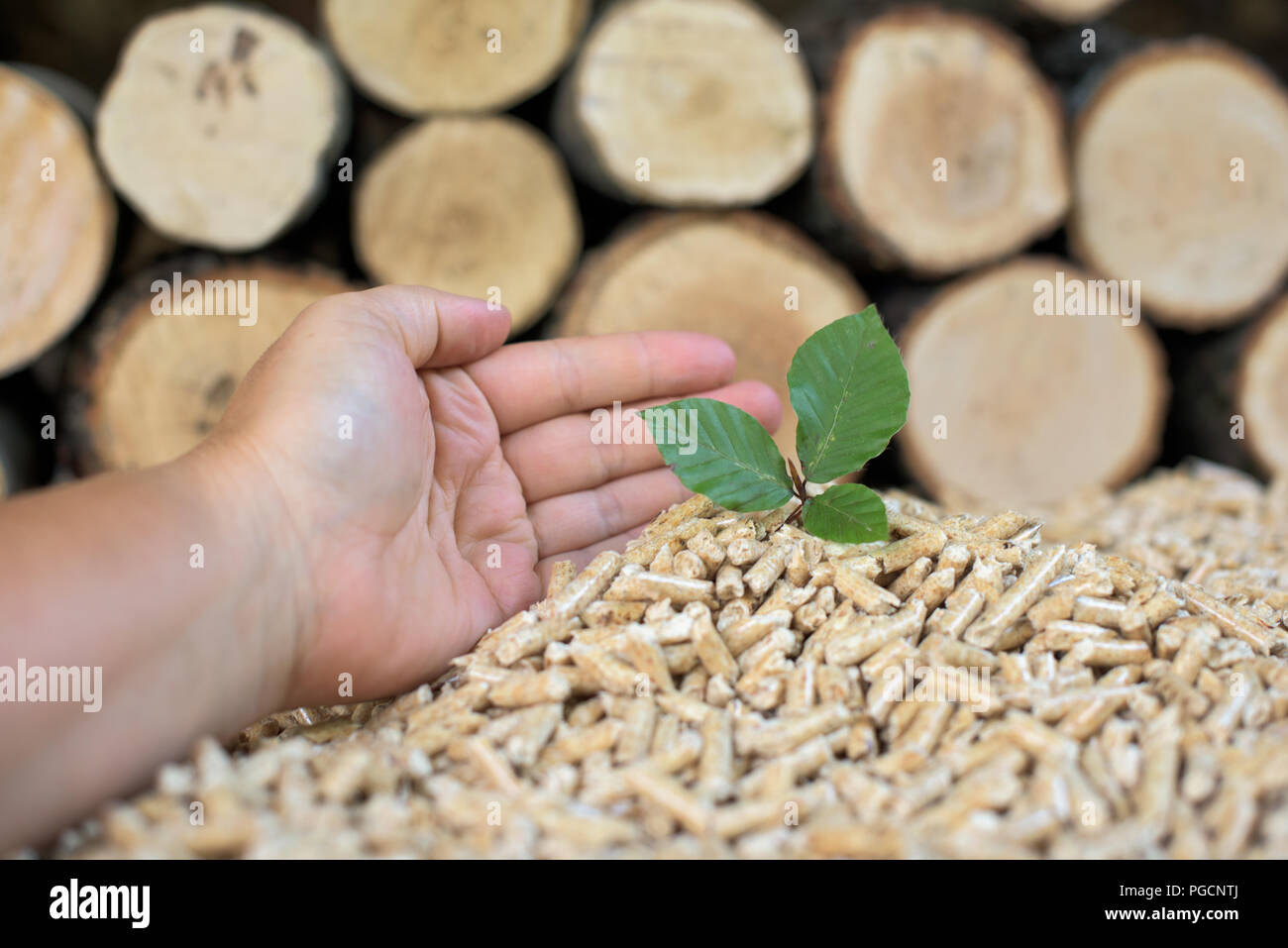 Young beech tree in front of pile of beech wood and pellets Stock Photo ...