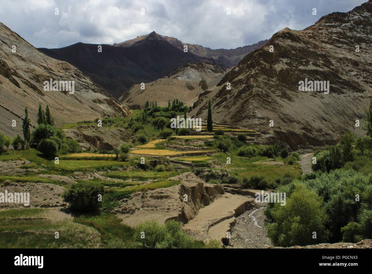 Great Indian valley from Kashmir area, Wheat Fields are ready for ...