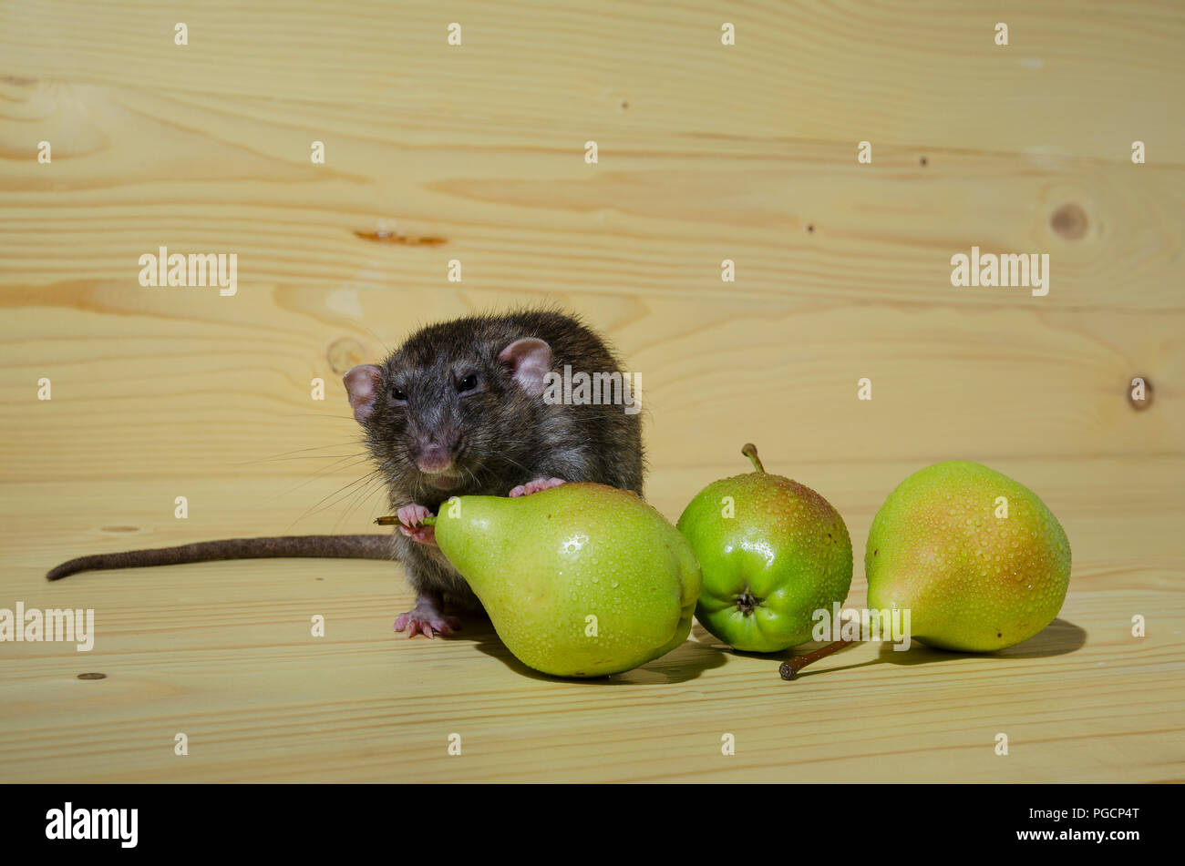 Funny pears hi-res stock photography and images - Alamy