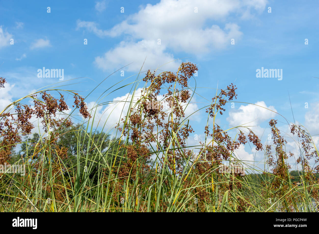 Sawgrass (Cladium jamaicense), flowering - Topeekeegee Yugnee (TY) Park ...