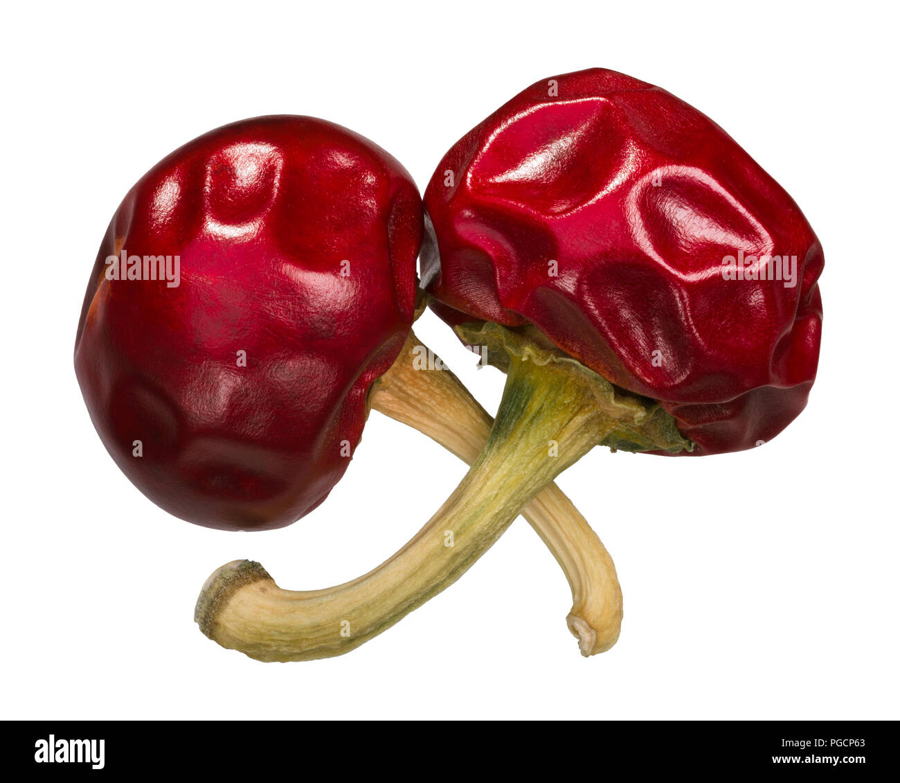 Dried cherry peppers (Capsicum annuum), whole pods, top view Stock ...