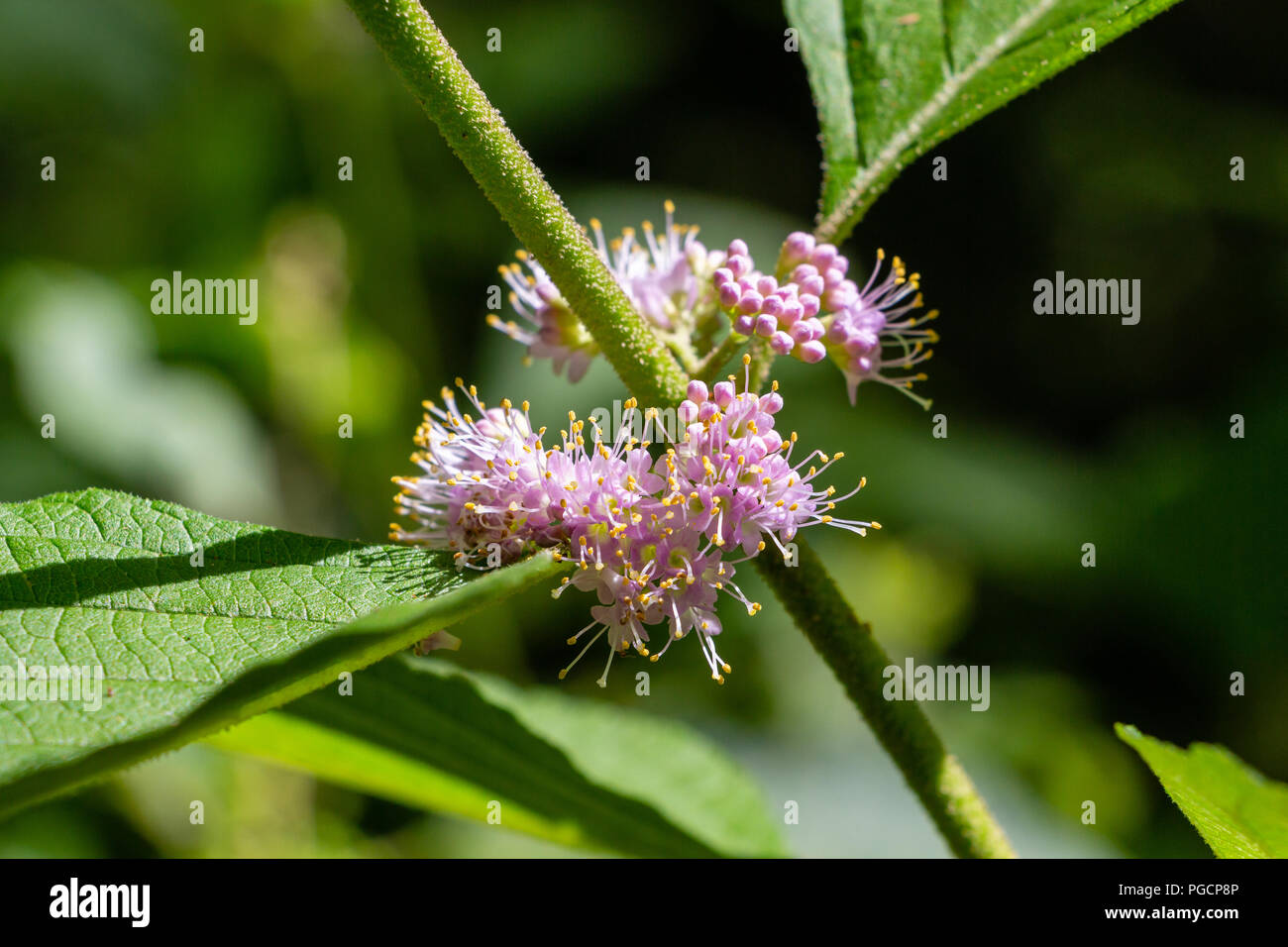 American beautyberry (Callicarpa americana) flower closeup - Davie ...