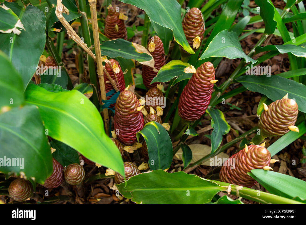 Zingiber Flower Stock Photos & Zingiber Flower Stock Images - Alamy