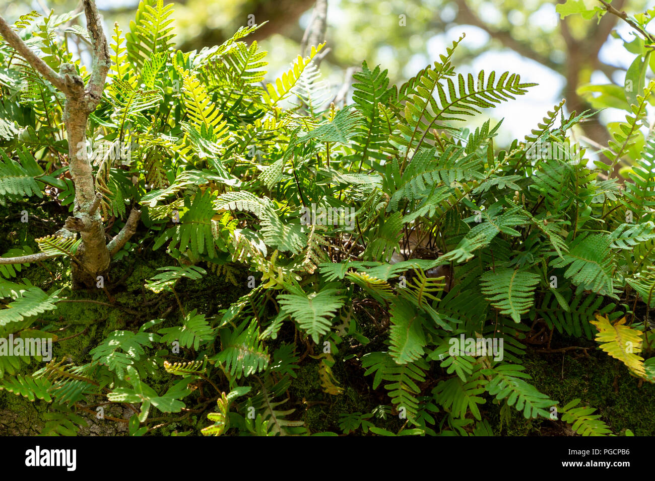 Resurrection fern (Pleopeltis polypodioides) growing on branch of a ...