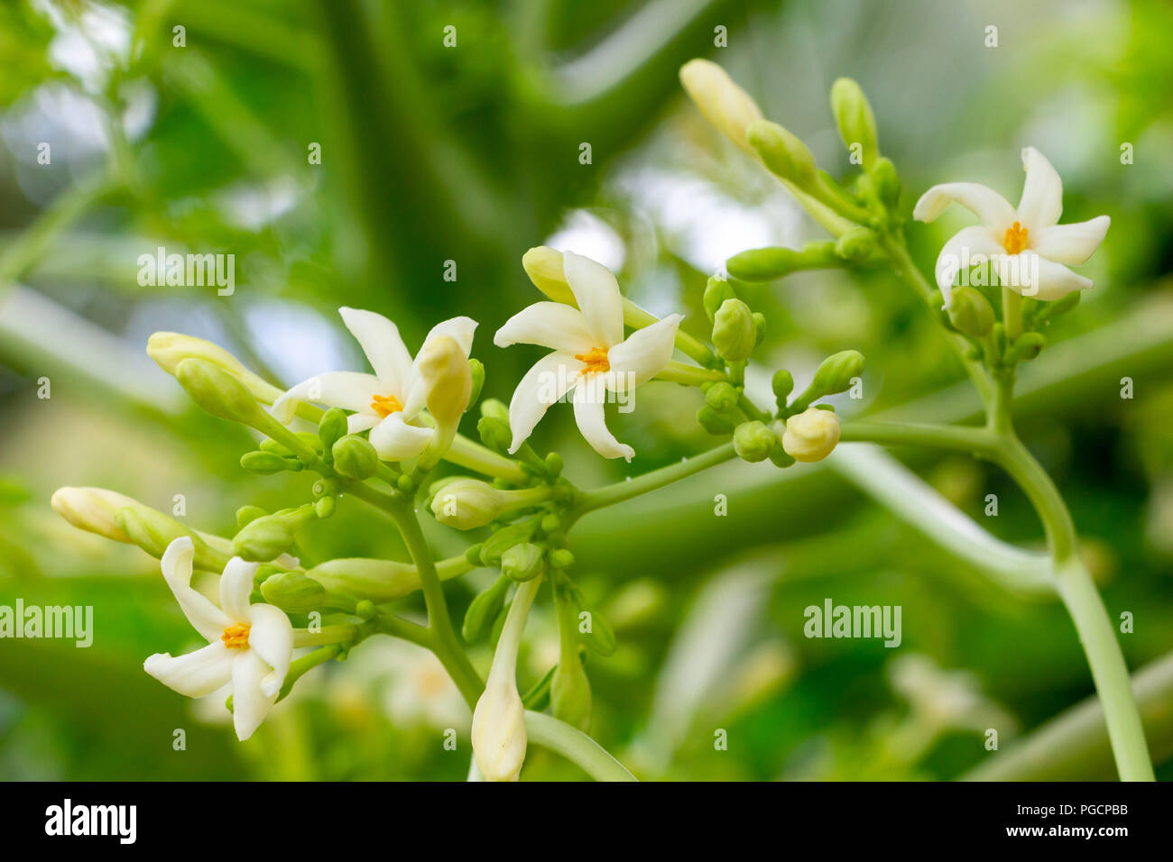 Papaya tree (Carica papaya) flower closeup - Pembroke Pines, Florida ...
