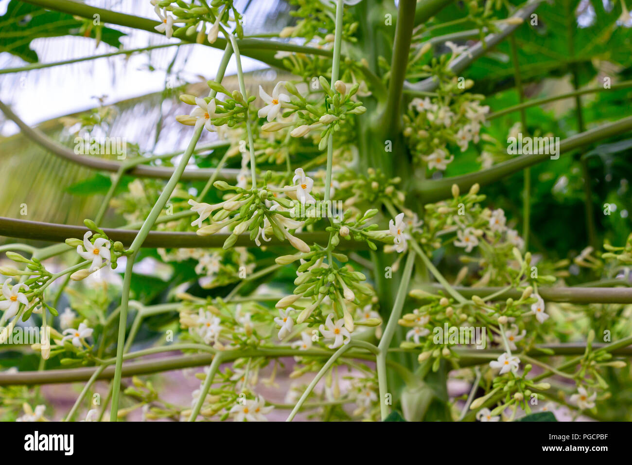 Papaya Tree Flower