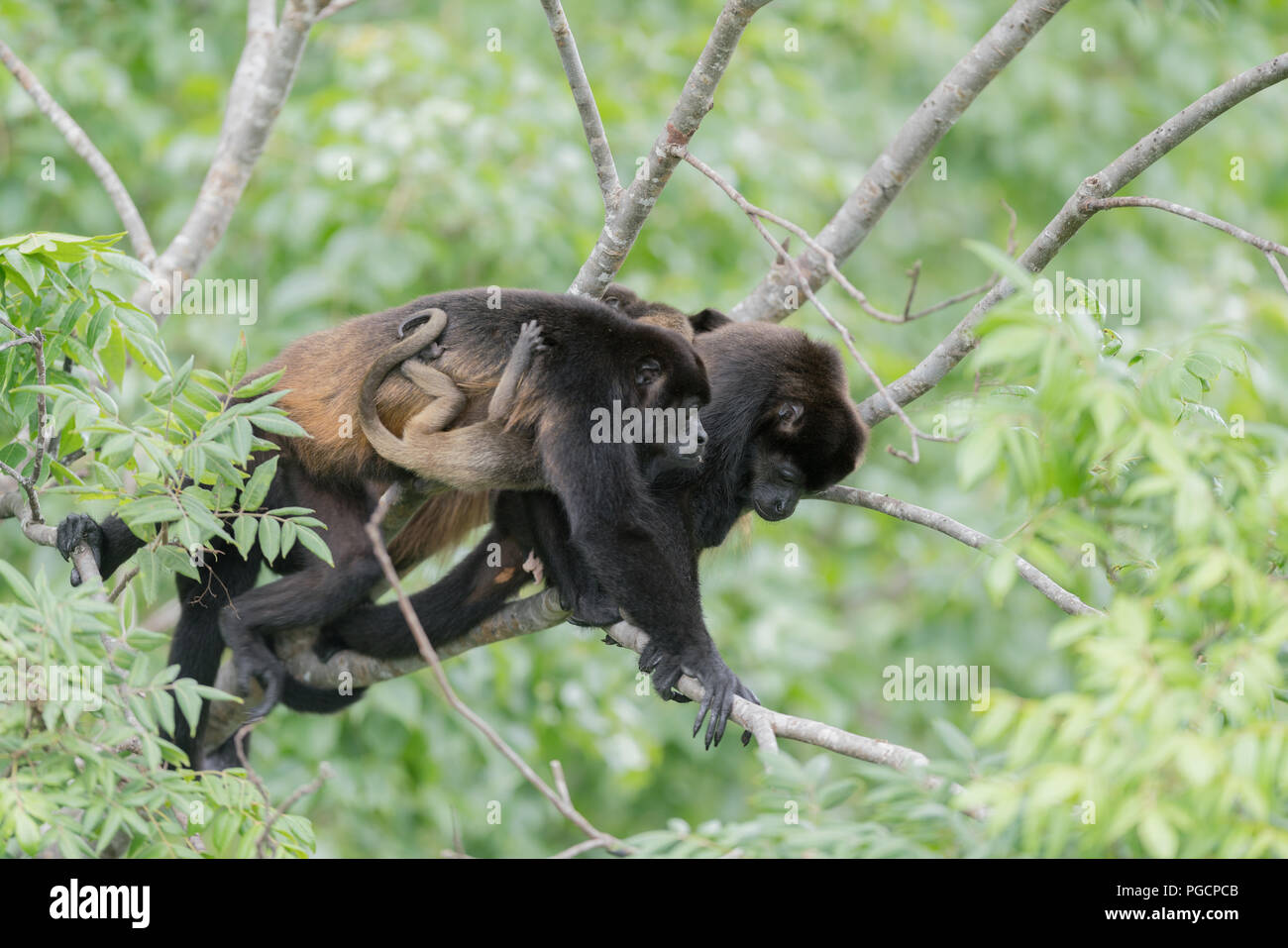 Howler Monkey and child in tree canopy Stock Photo - Alamy