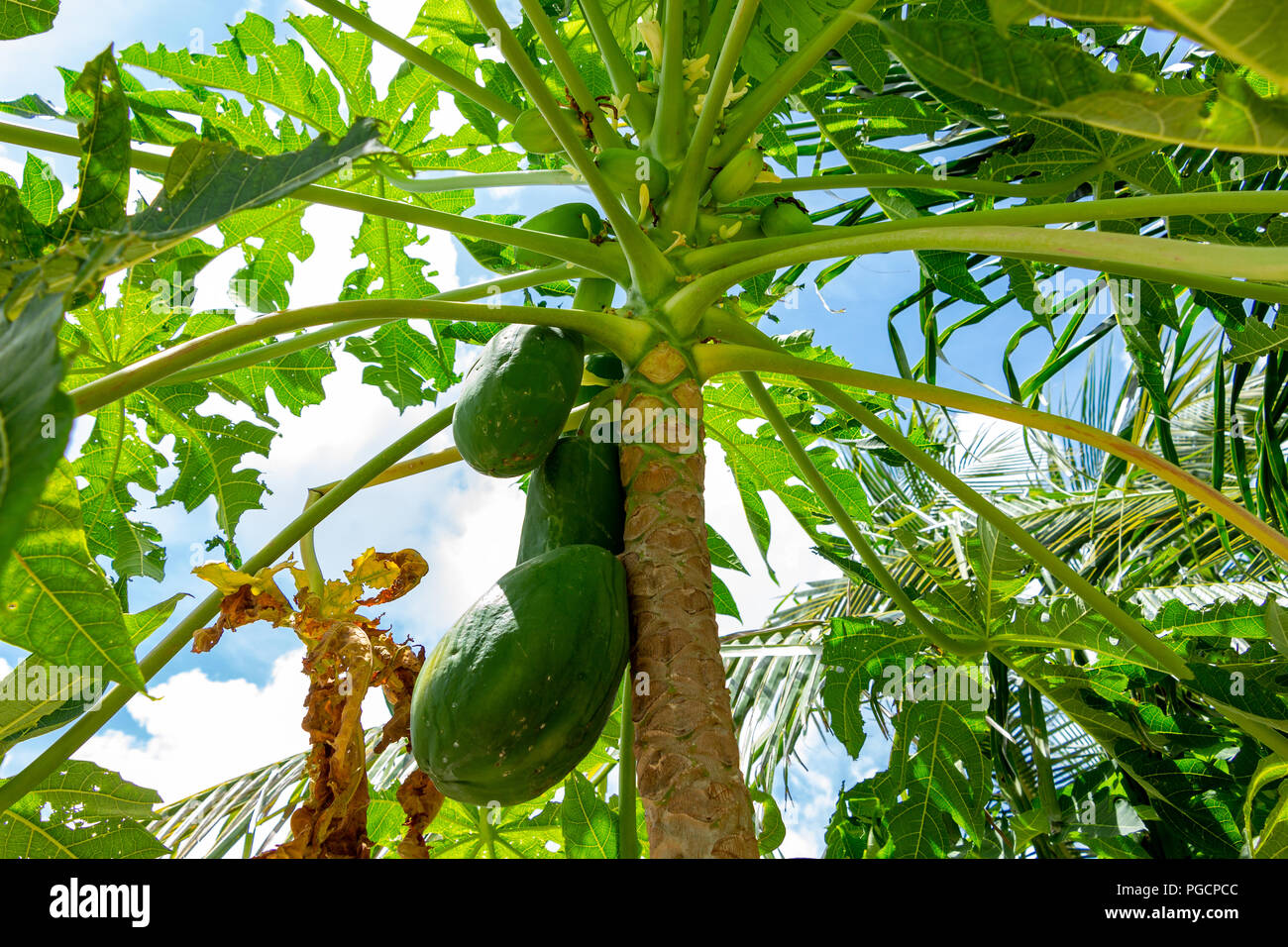 Pawpaw plant hi-res stock photography and images - Alamy