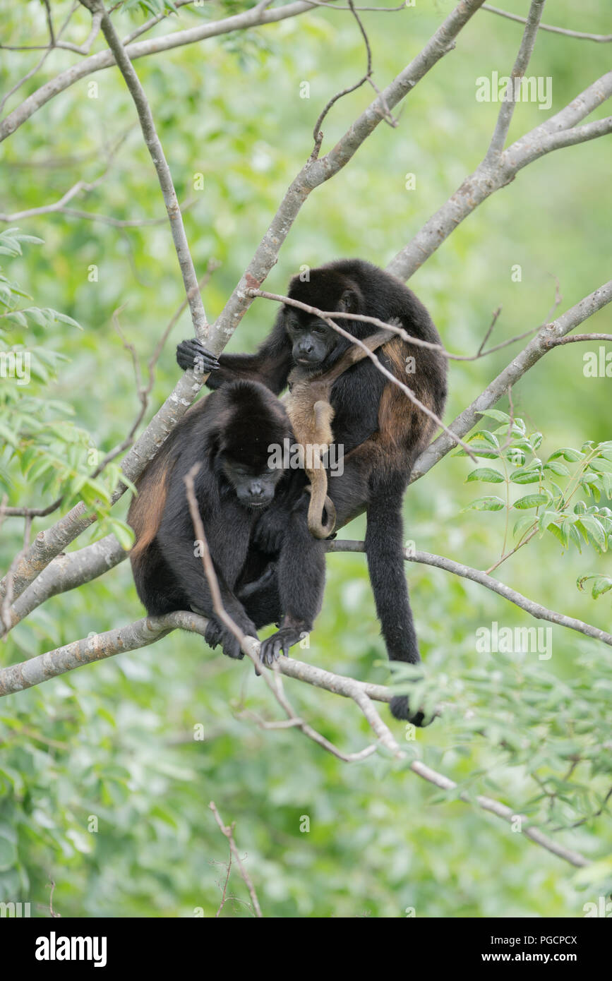 Dangling arms hi-res stock photography and images - Alamy