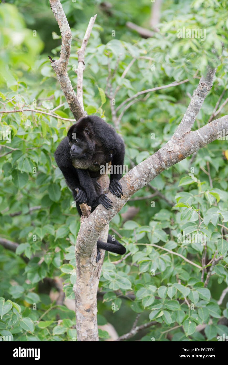 Howler Monkey and child in tree canopy Stock Photo - Alamy
