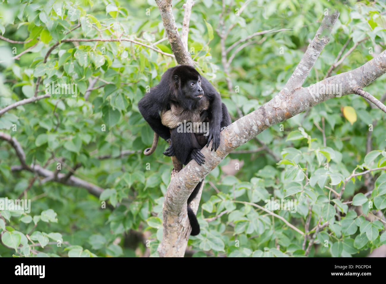 Howler Monkey and child in tree canopy Stock Photo - Alamy