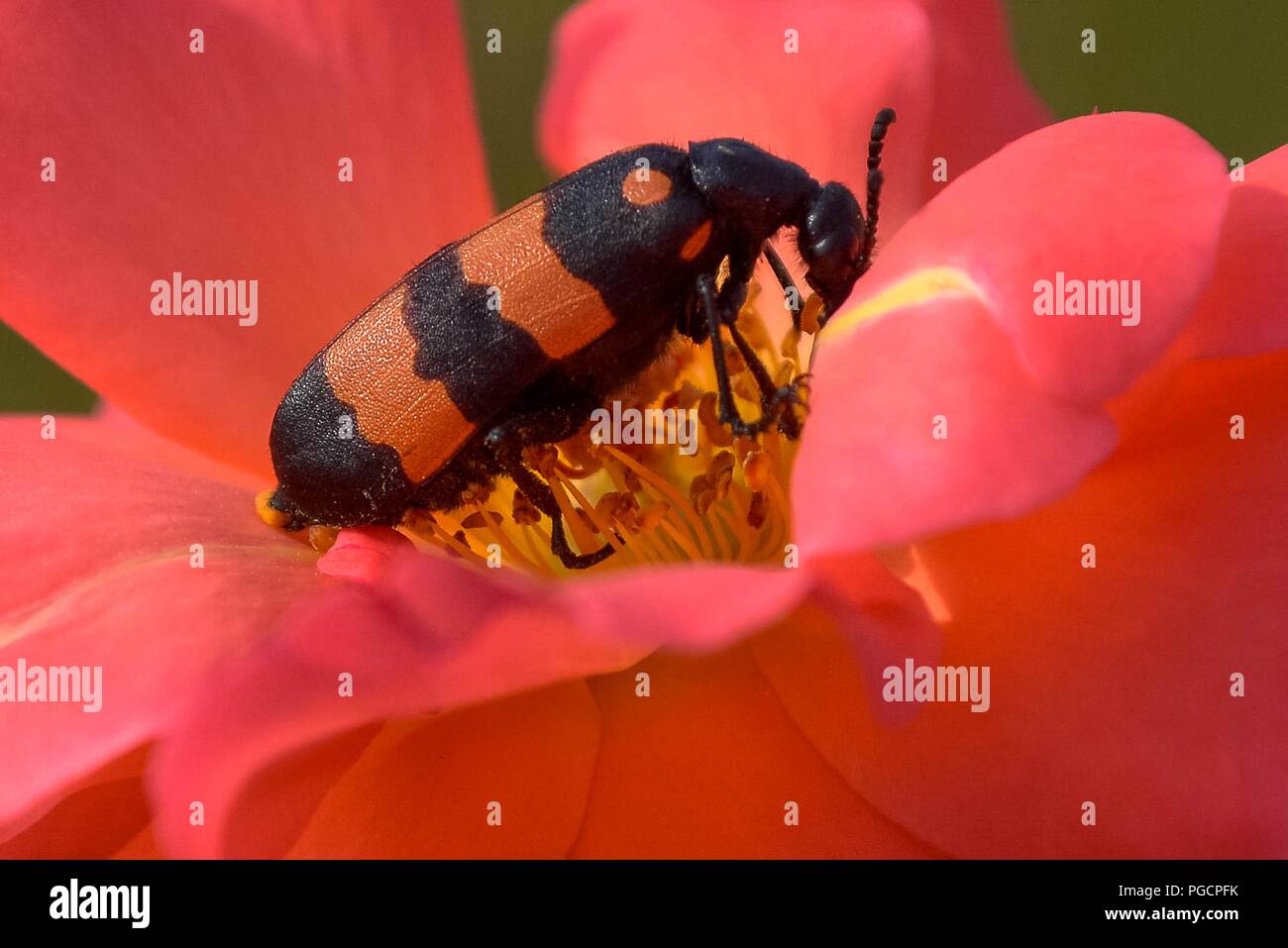 Bug on flower Stock Photo - Alamy