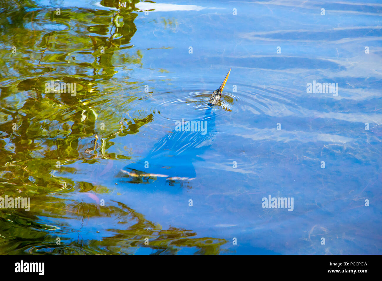 Anhinga swimming underwater, hunting for fish, with head above water ...